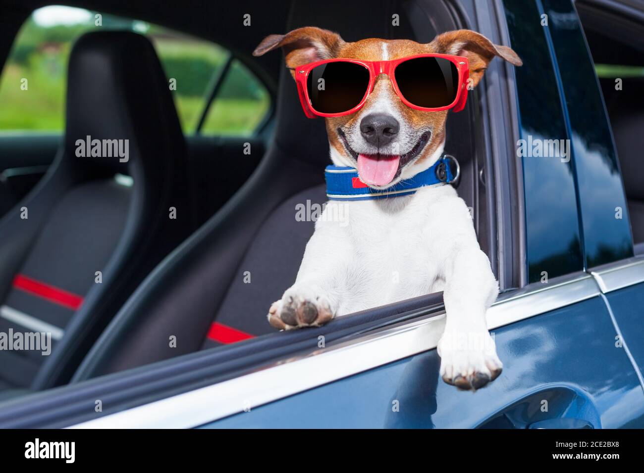 dog window car Stock Photo - Alamy