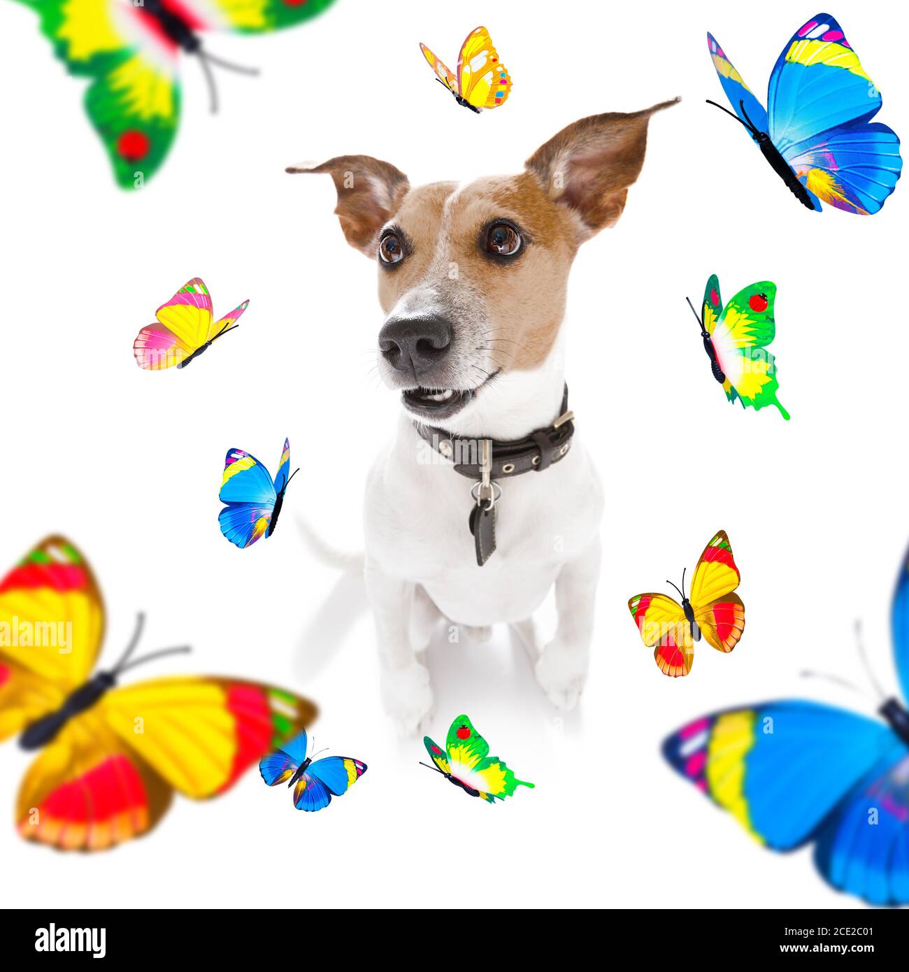 Rose dog rose butterfly hi-res stock photography and images - Alamy