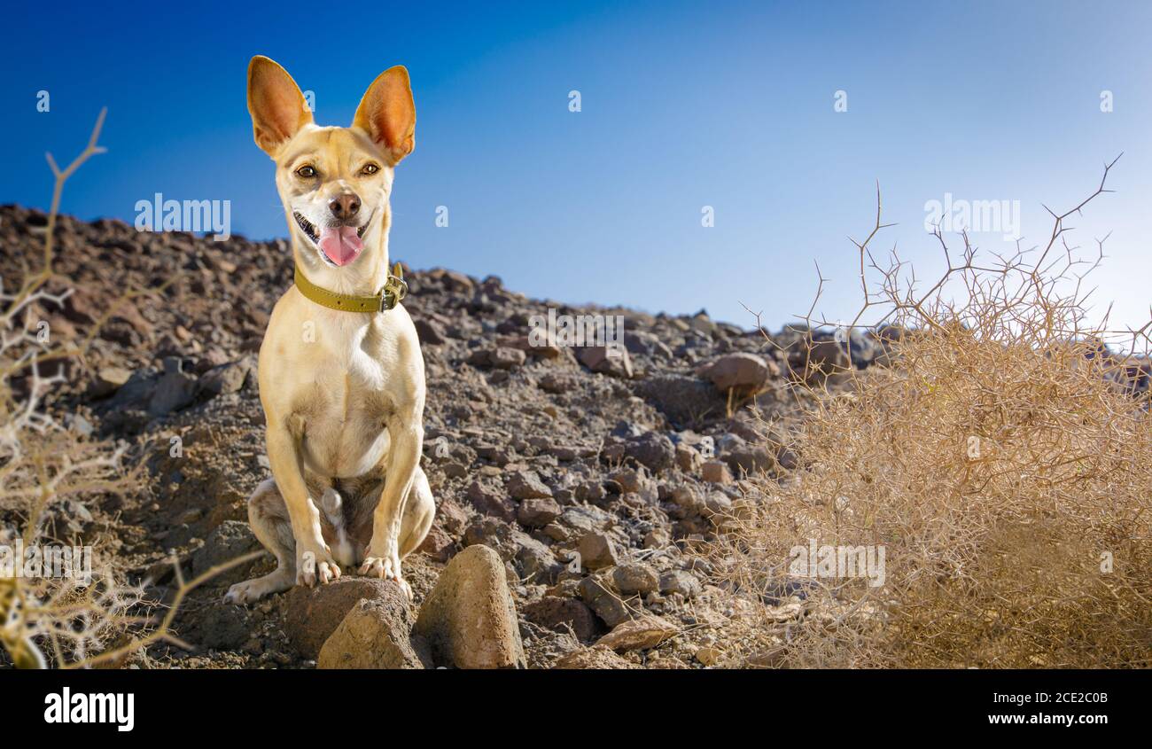 dog ready to go for a walk Stock Photo - Alamy