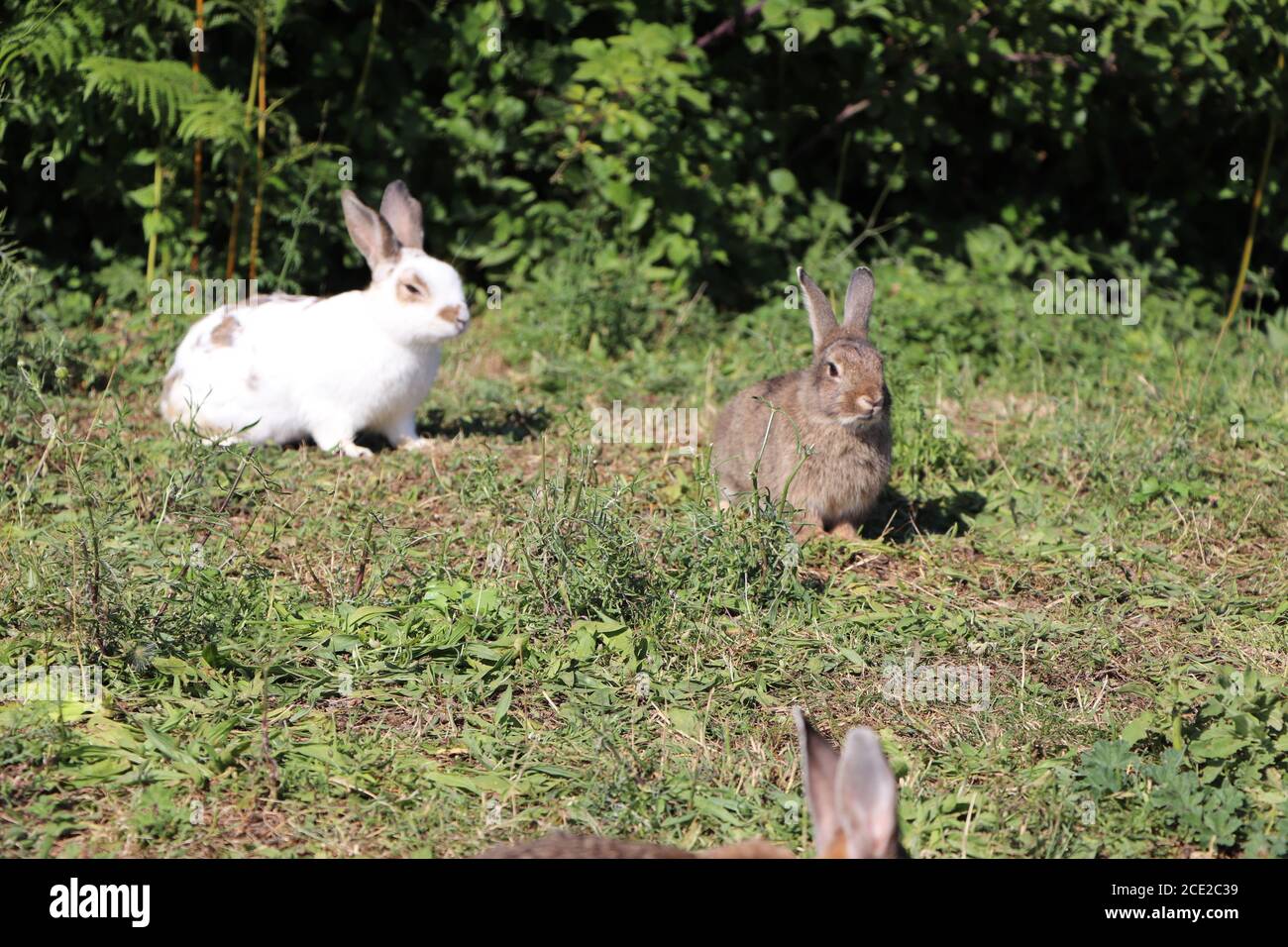 Rabbit feeding in vegetation hi-res stock photography and images - Alamy
