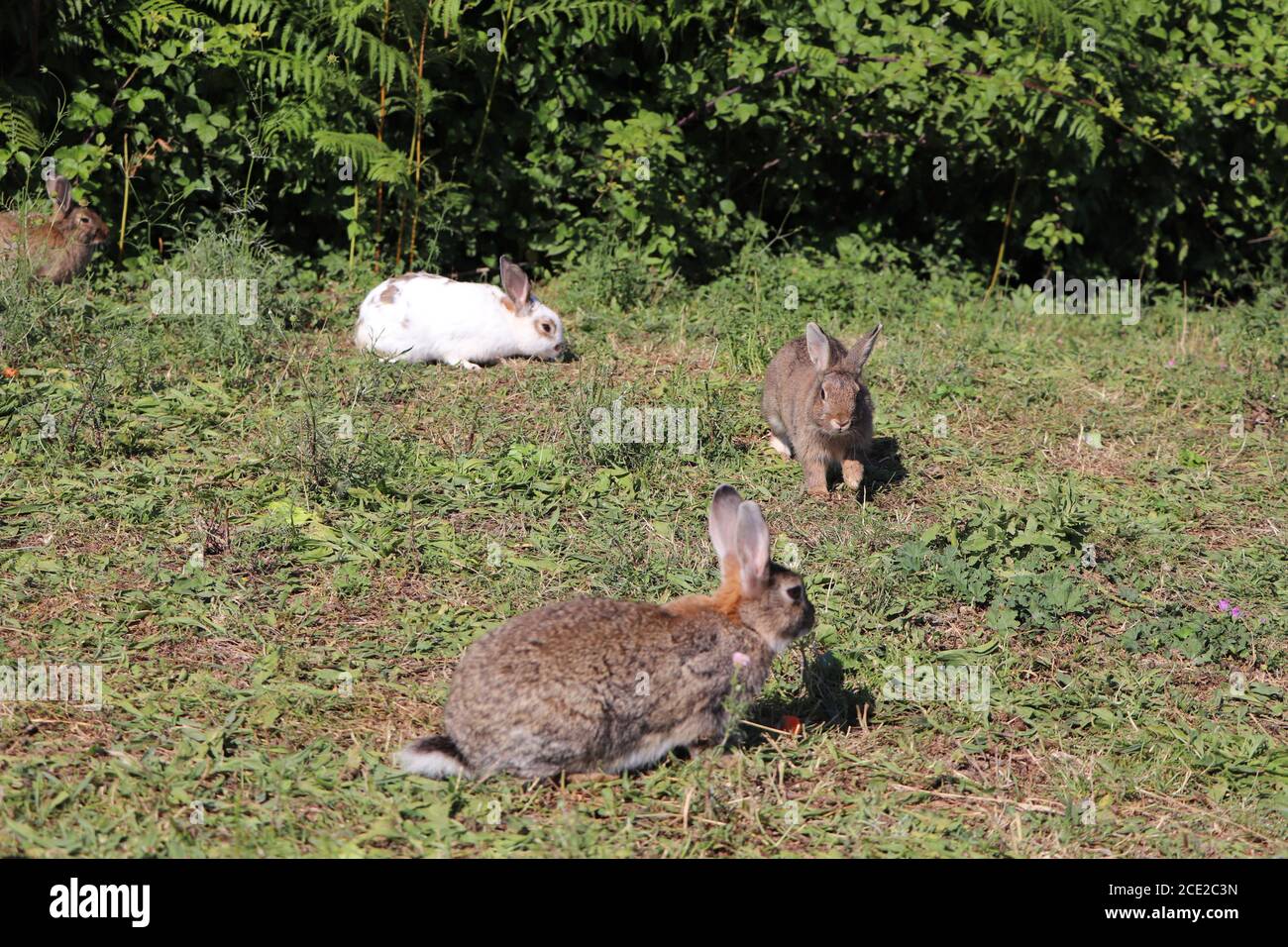 wild rabbits in the park Stock Photo - Alamy