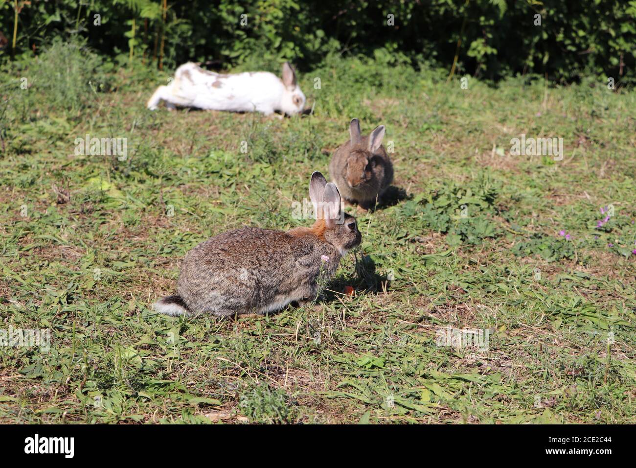 wild rabbits in the park Stock Photo - Alamy