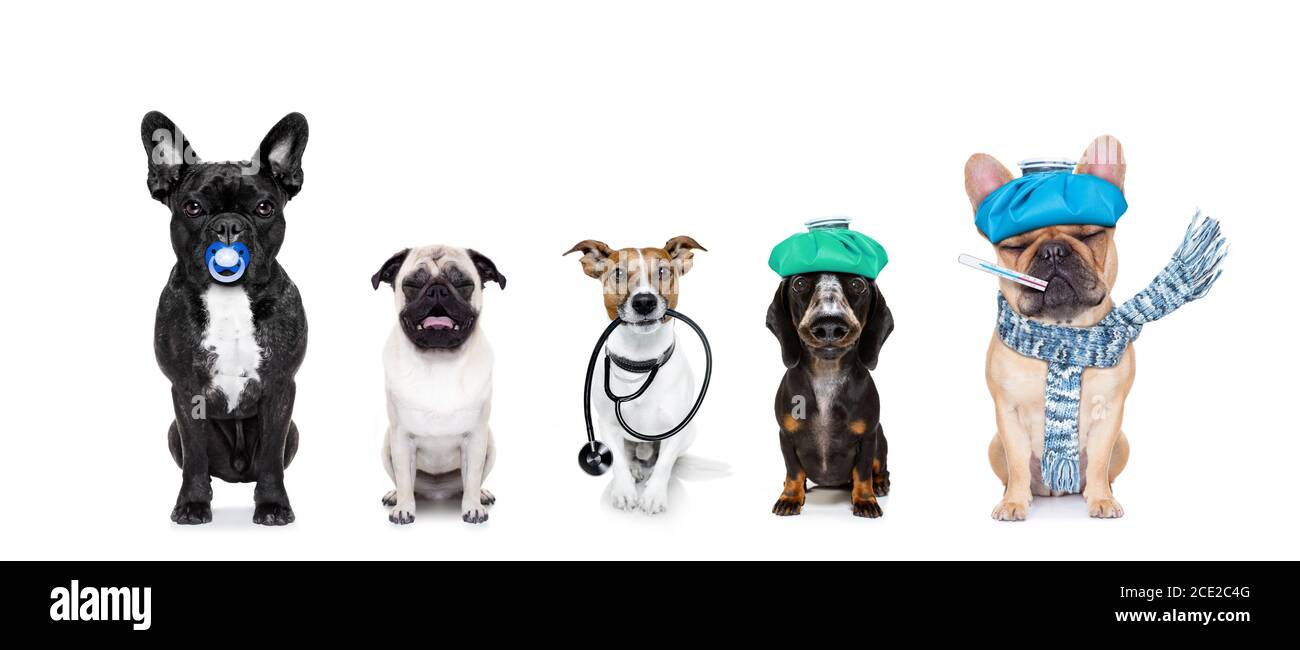 Animal emergency doctor Cut Out Stock Images & Pictures - Alamy