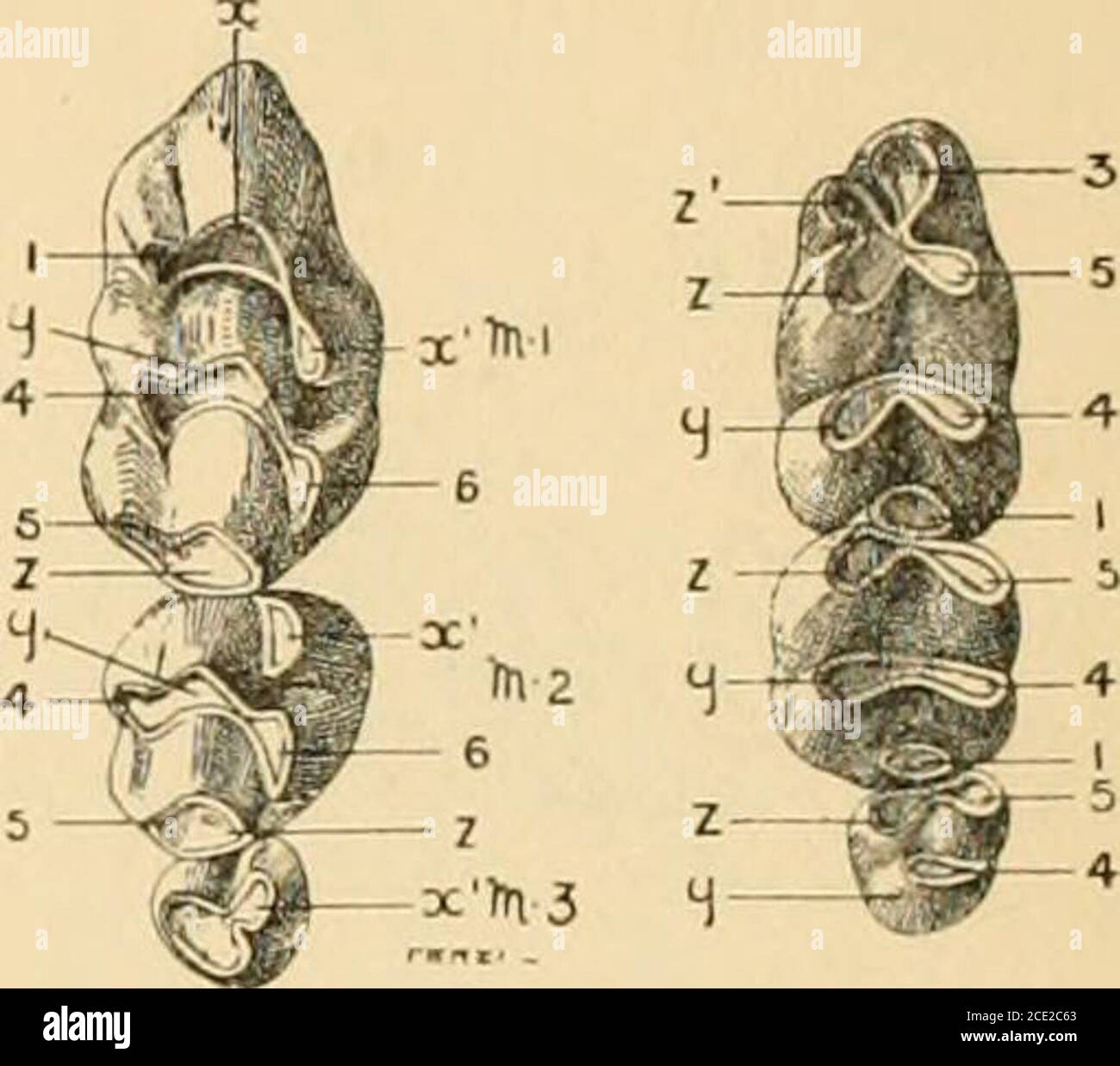 . A history of British mammals . B Fig. 8.. Fig. 9. Fig. 10 ...