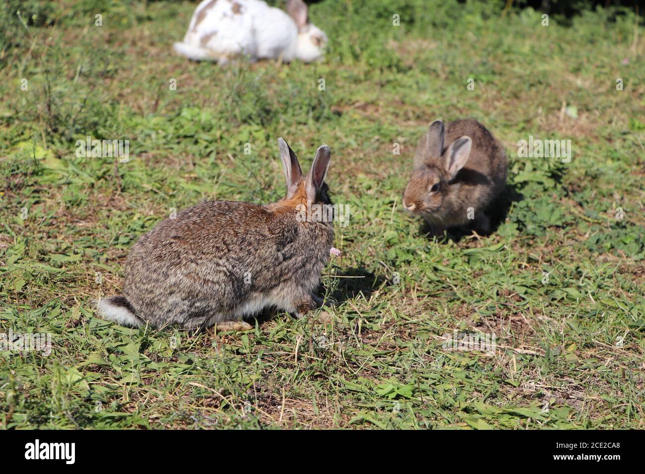 wild rabbits in the park Stock Photo - Alamy