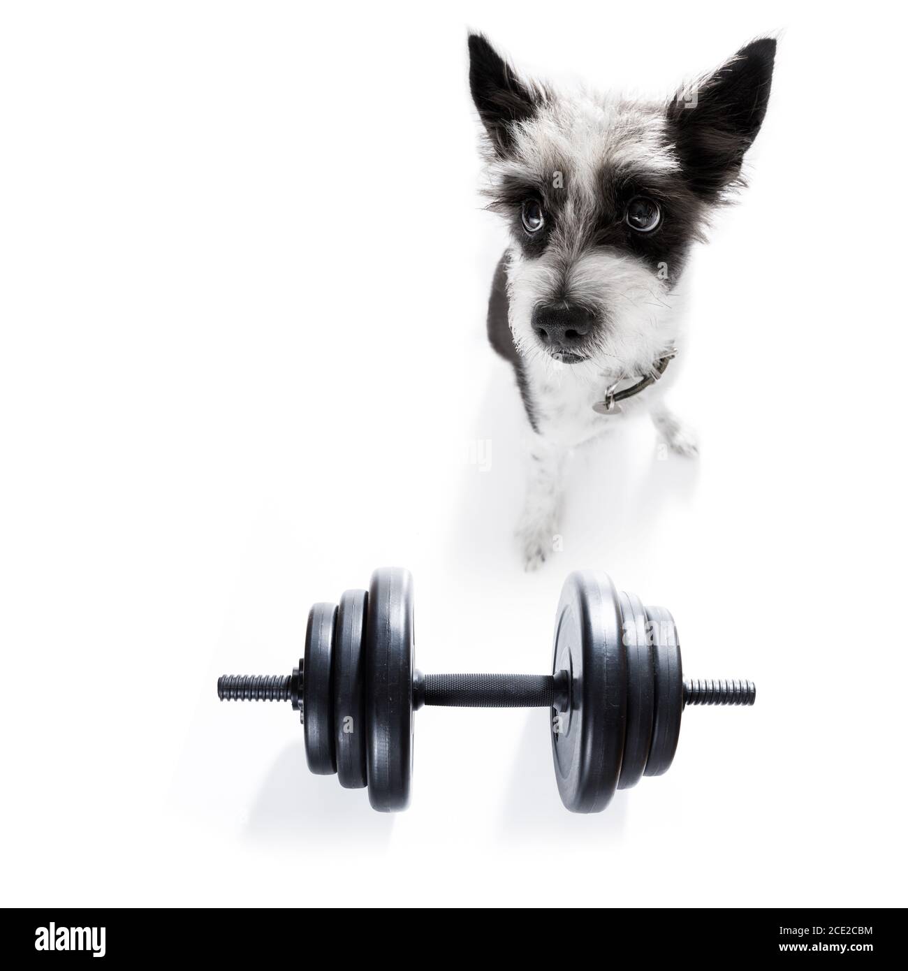 dog with dumbbell Stock Photo - Alamy