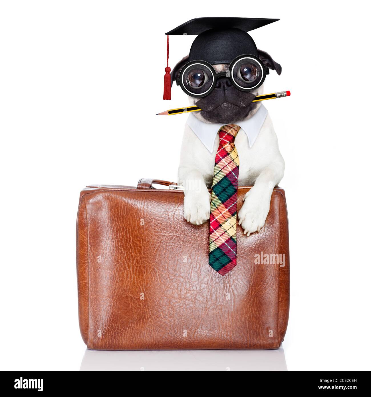 office worker dog Stock Photo - Alamy
