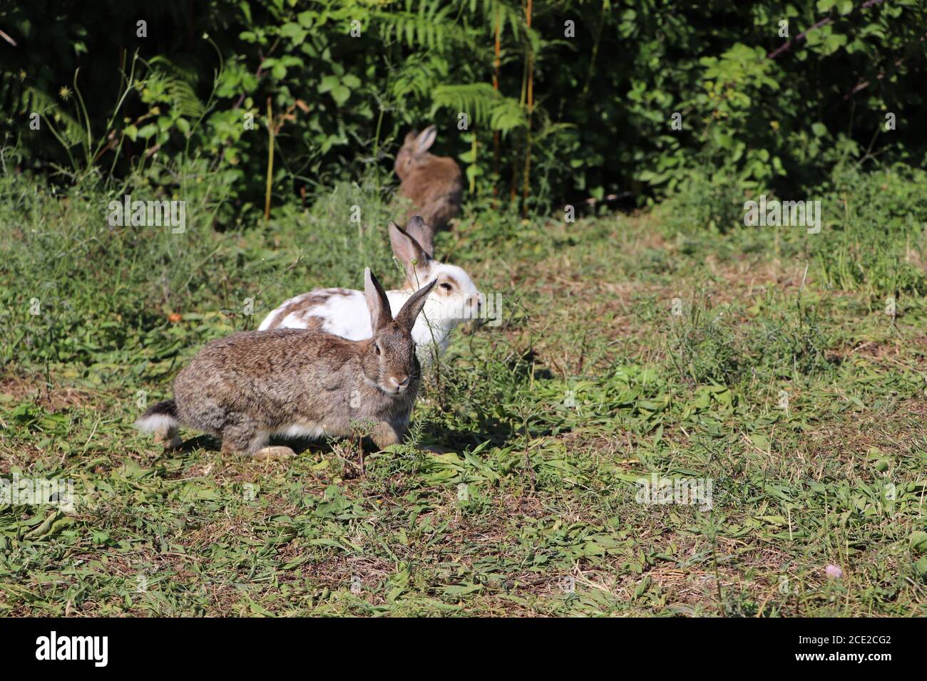 Wild rabbits family hi-res stock photography and images - Alamy