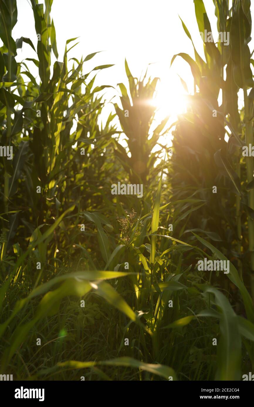 Corn Farm with sunset view close up Stock Photo - Alamy