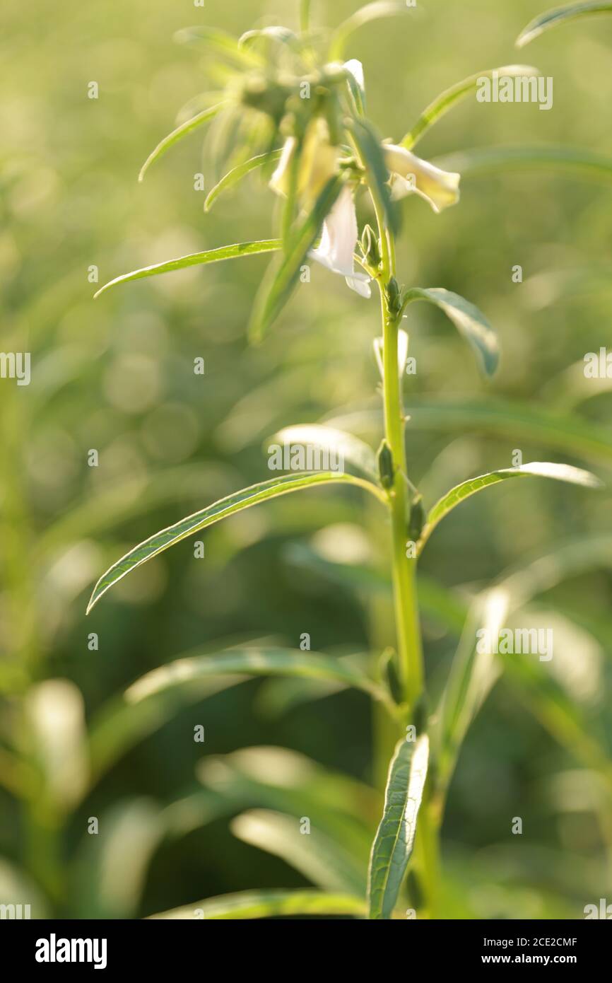 Okra plant with little okras on it getting ready for harvesting close ...