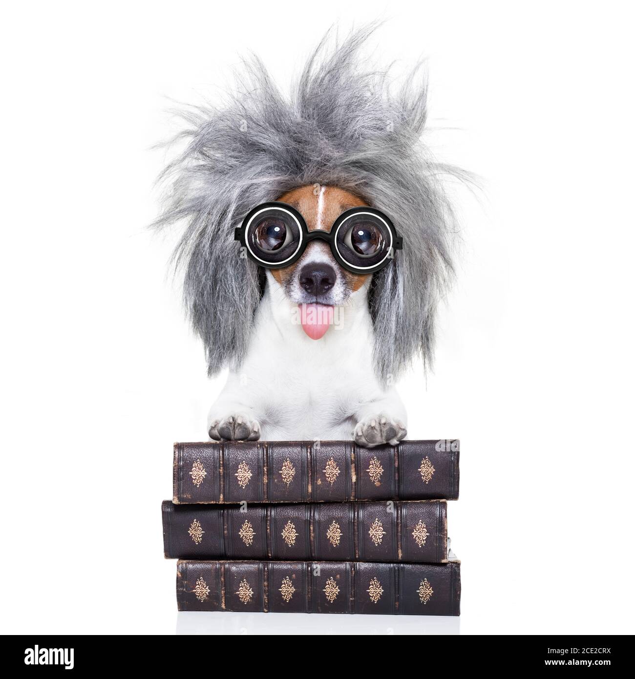 intelligent smart dog with books Stock Photo - Alamy
