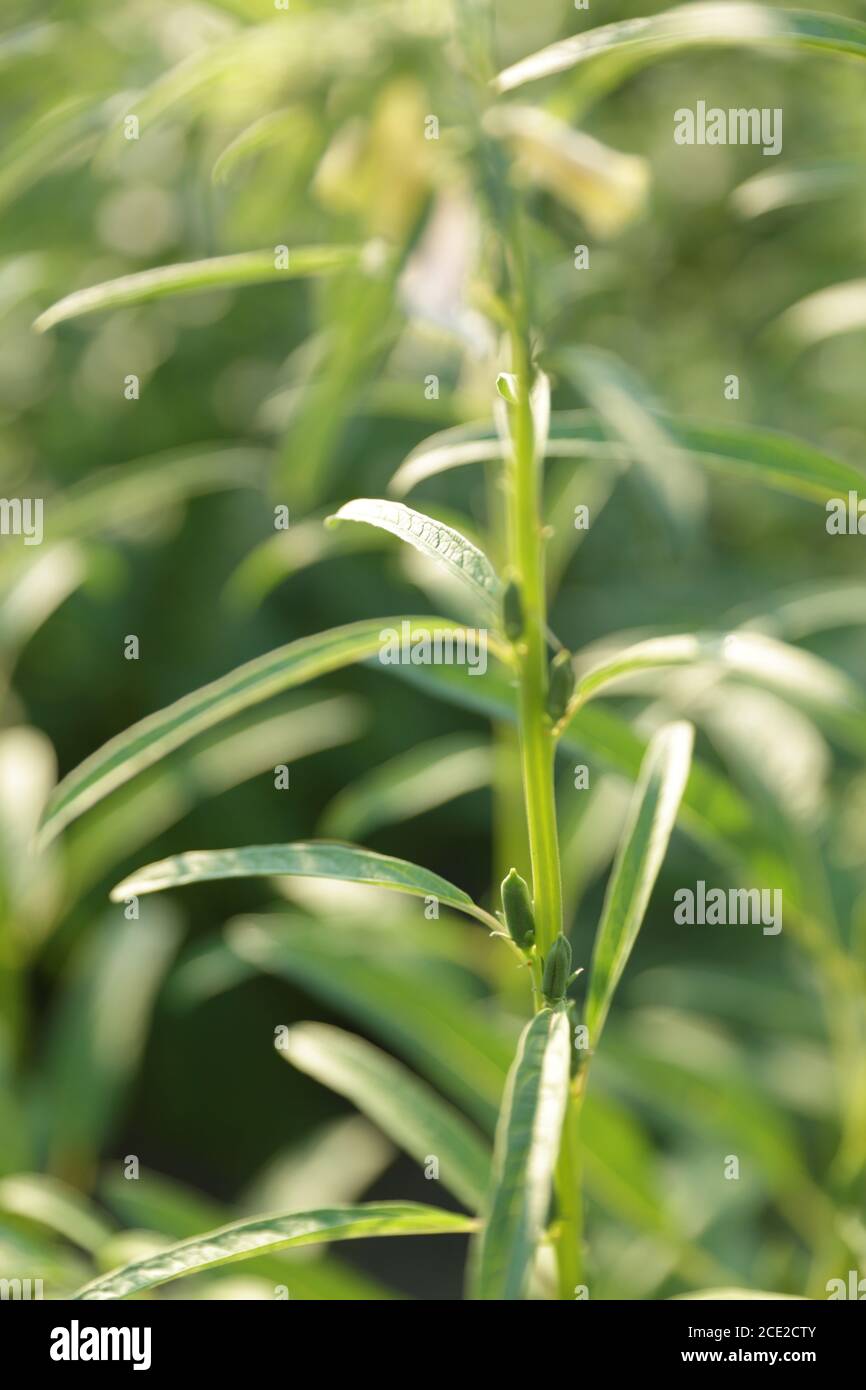 Okras leaves hi-res stock photography and images - Alamy