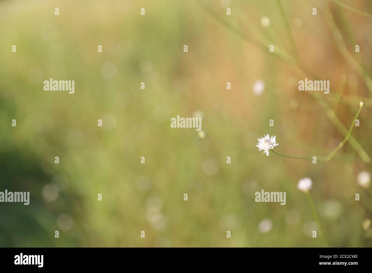 Minimal grass nature background hi-res stock photography and images - Alamy