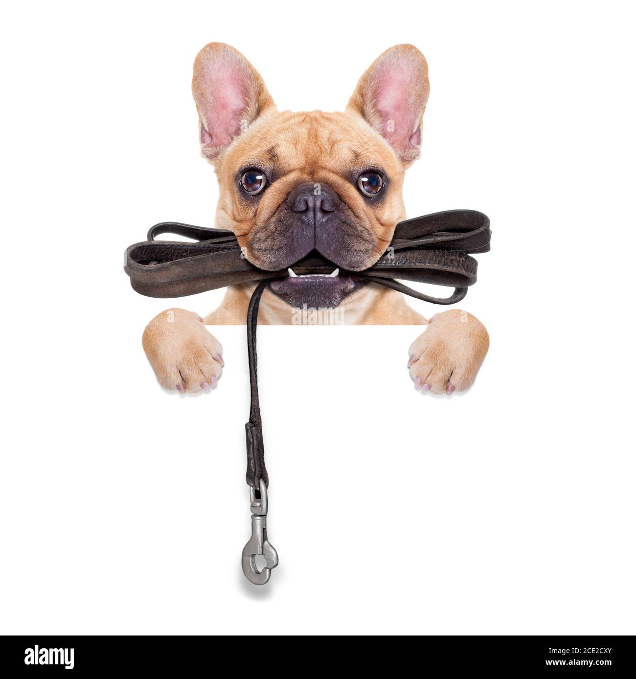 leash dog ready for a walk Stock Photo - Alamy