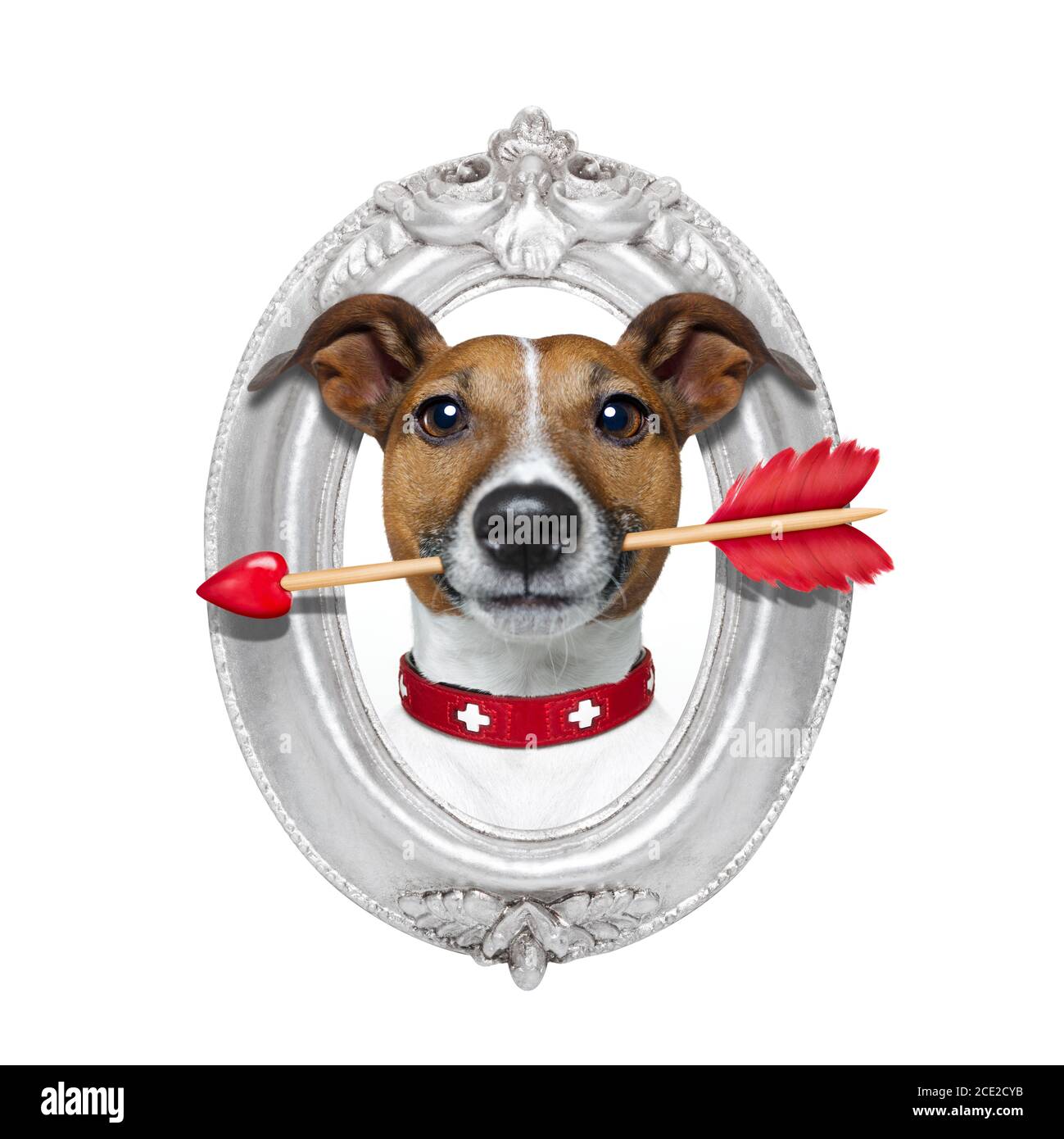Dog Arrow High Resolution Stock Photography and Images - Alamy