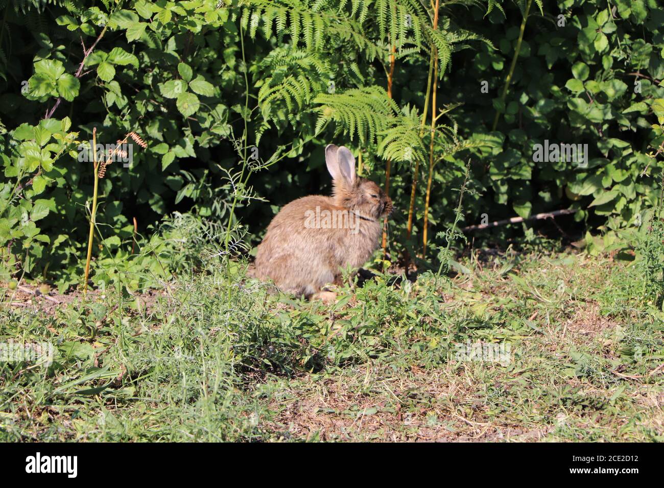 wild rabbits in the park Stock Photo - Alamy