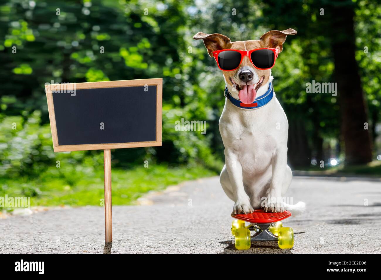 skater dog on skateboard Stock Photo - Alamy