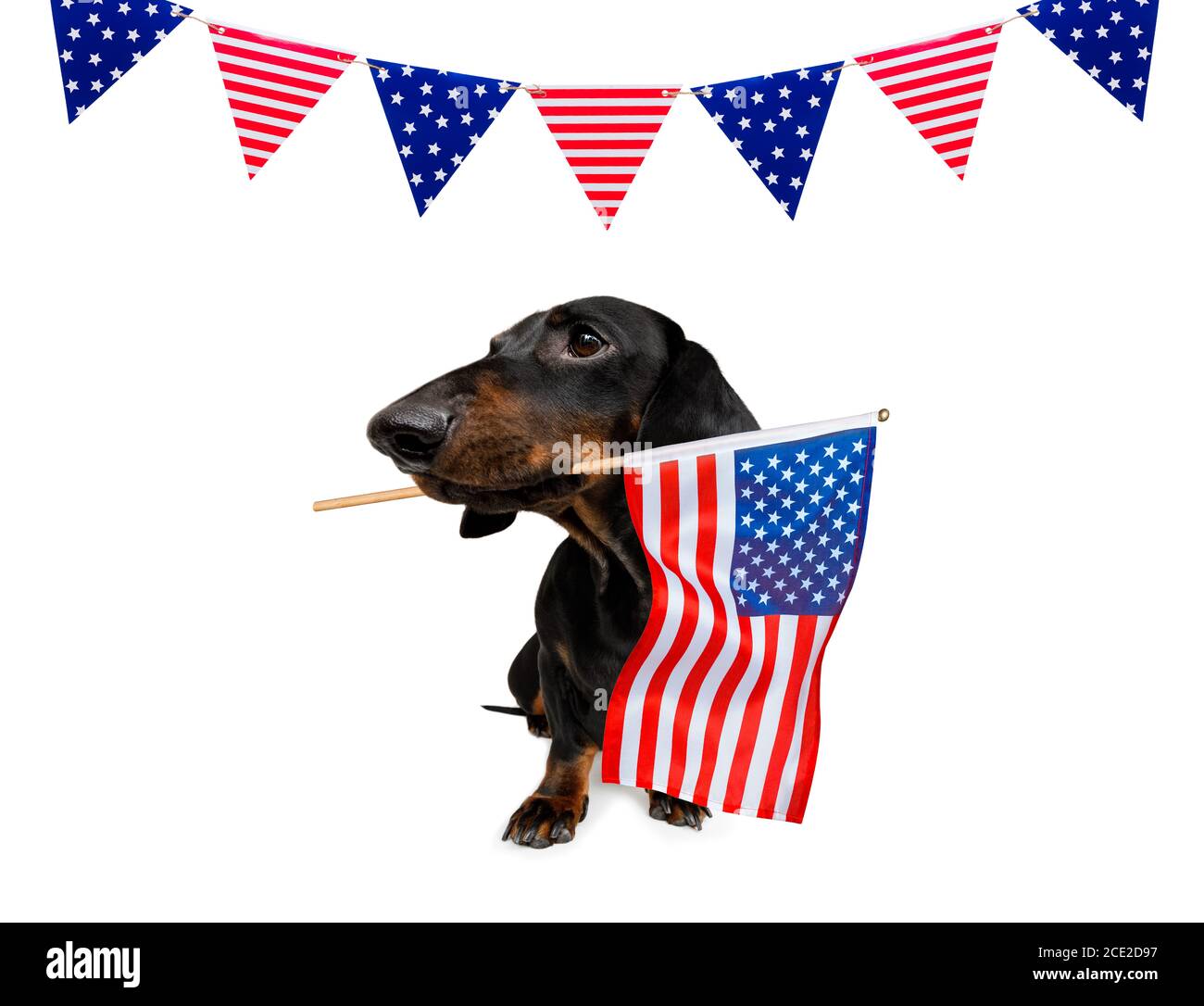 independence day 4th of july dog Stock Photo - Alamy