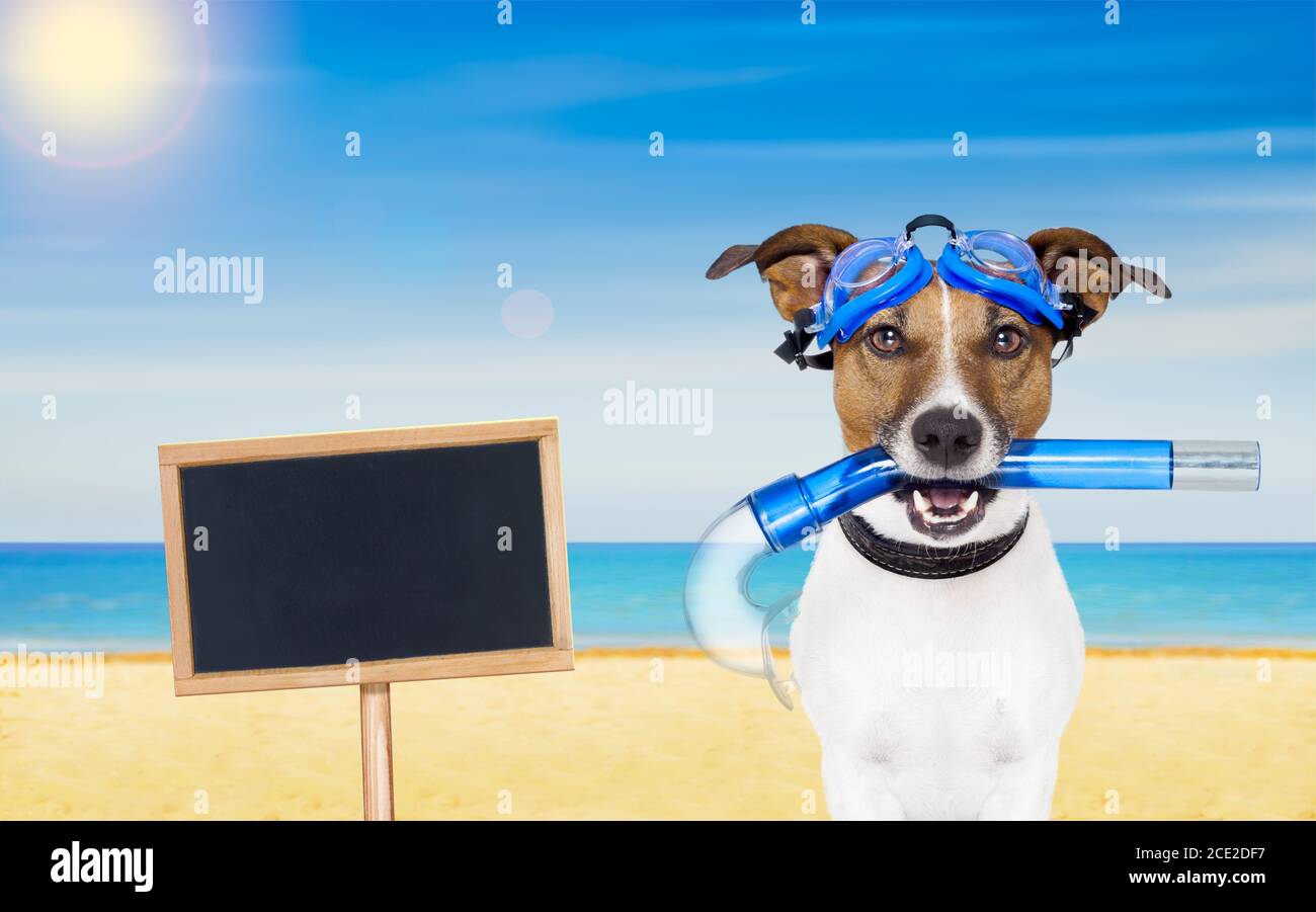 scuba diving dog Stock Photo - Alamy