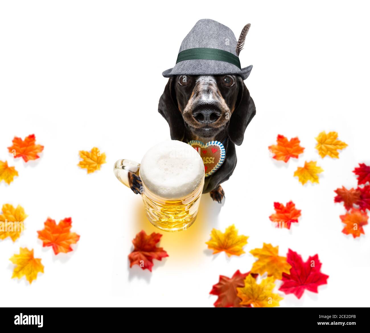 bavarian beer dog Stock Photo - Alamy
