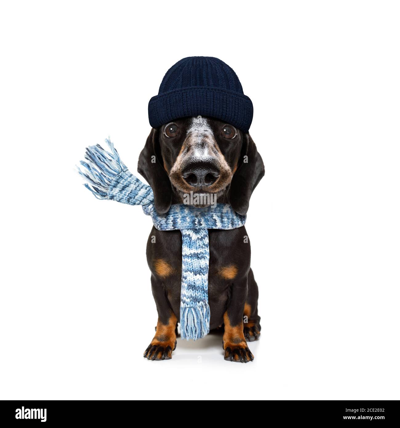 Freezing dog hi-res stock photography and images - Alamy
