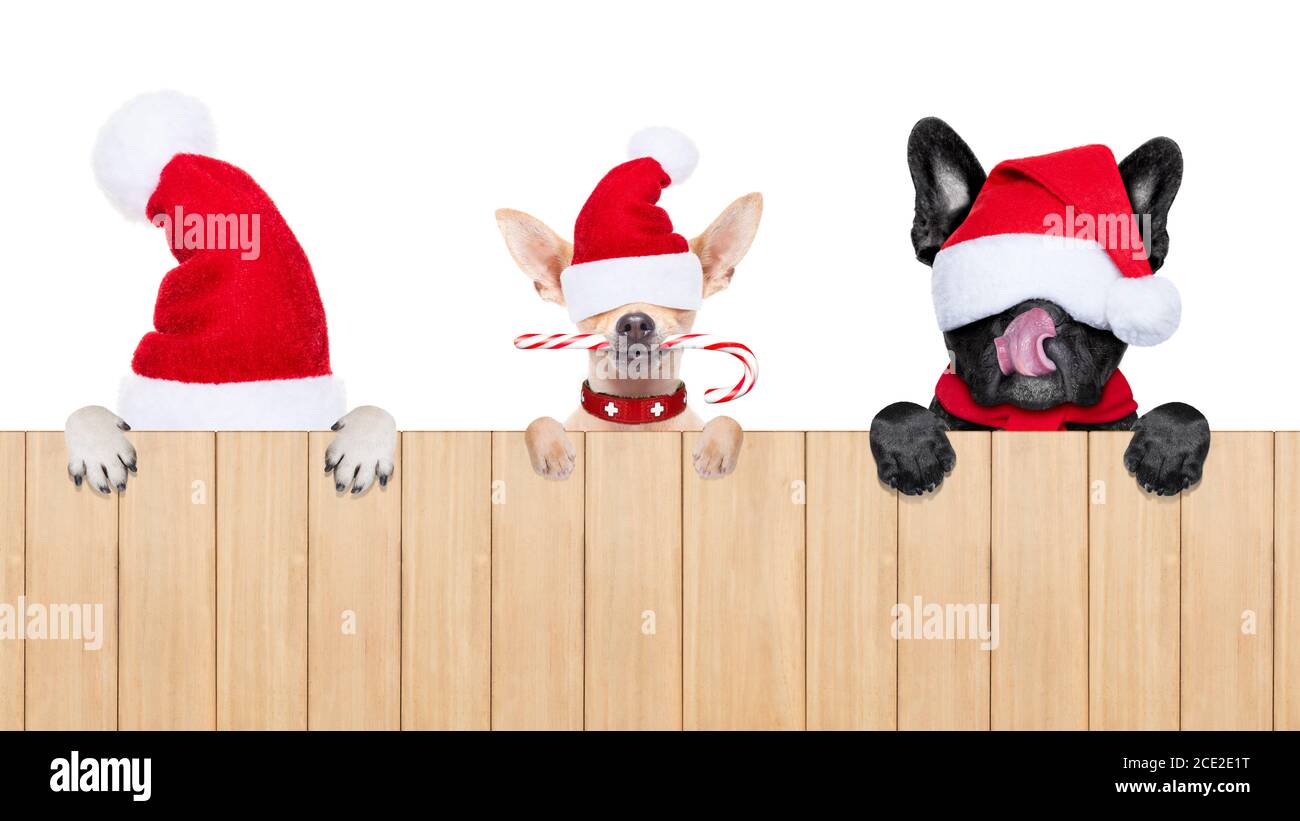 row of santa claus dogs Stock Photo - Alamy