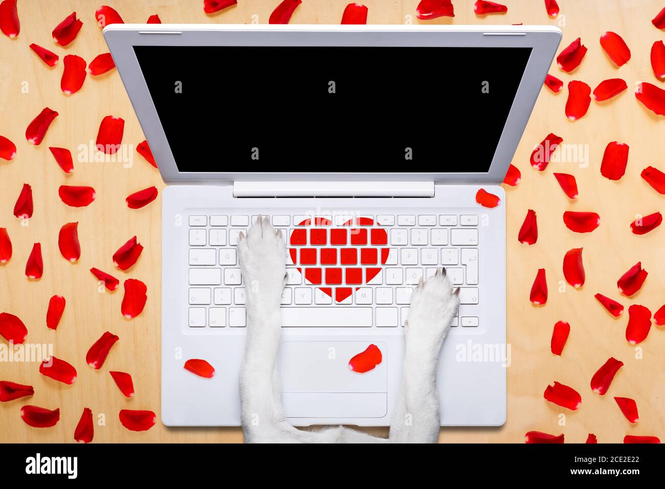 valentines day dog, dating online on a chat Stock Photo - Alamy