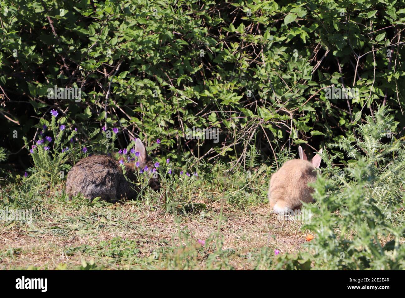 Rabbit feeding in vegetation hi-res stock photography and images - Alamy