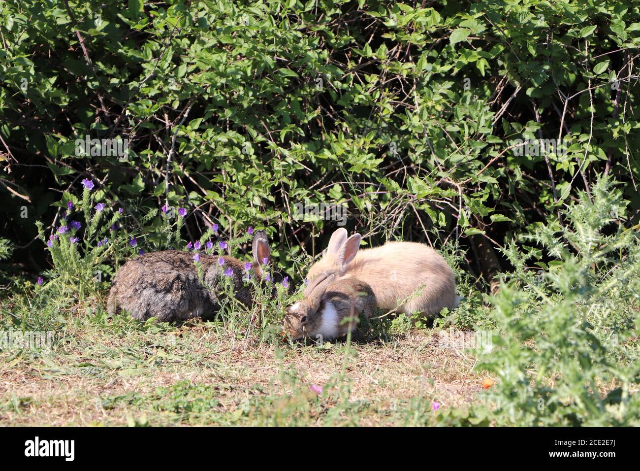 Rabbit feeding in vegetation hi-res stock photography and images - Alamy