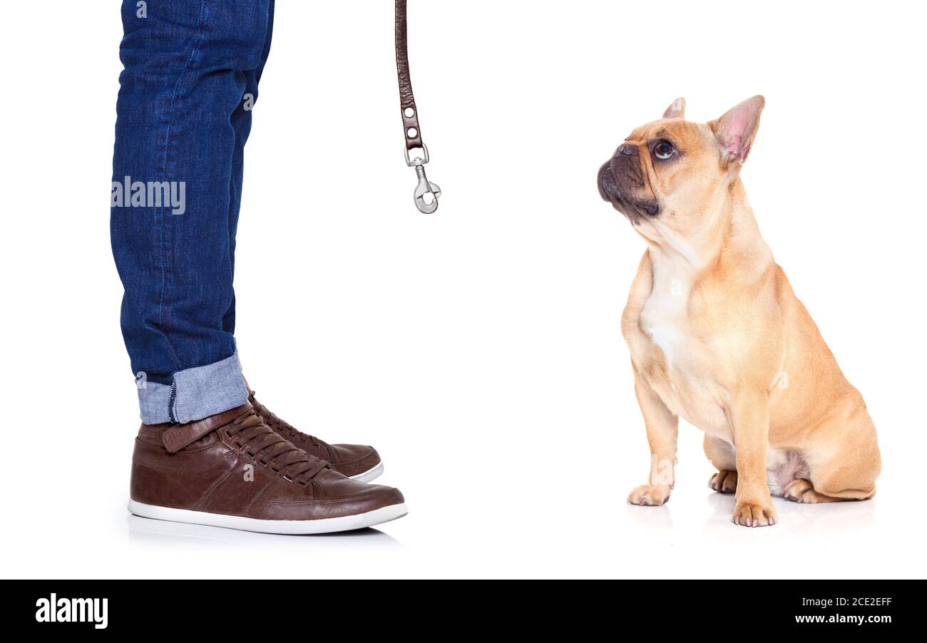 Master obedient dog training Cut Out Stock Images & Pictures - Alamy