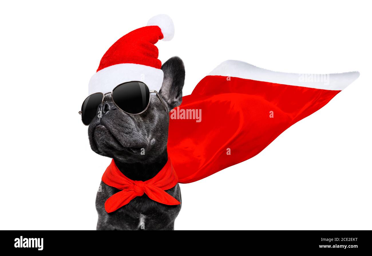 christmas santa claus dog Stock Photo - Alamy