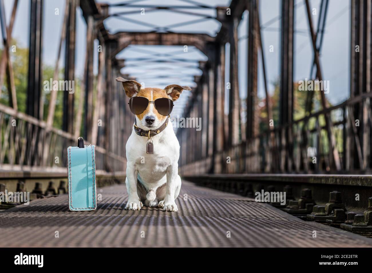 lost and homeless abandoned dog Stock Photo - Alamy