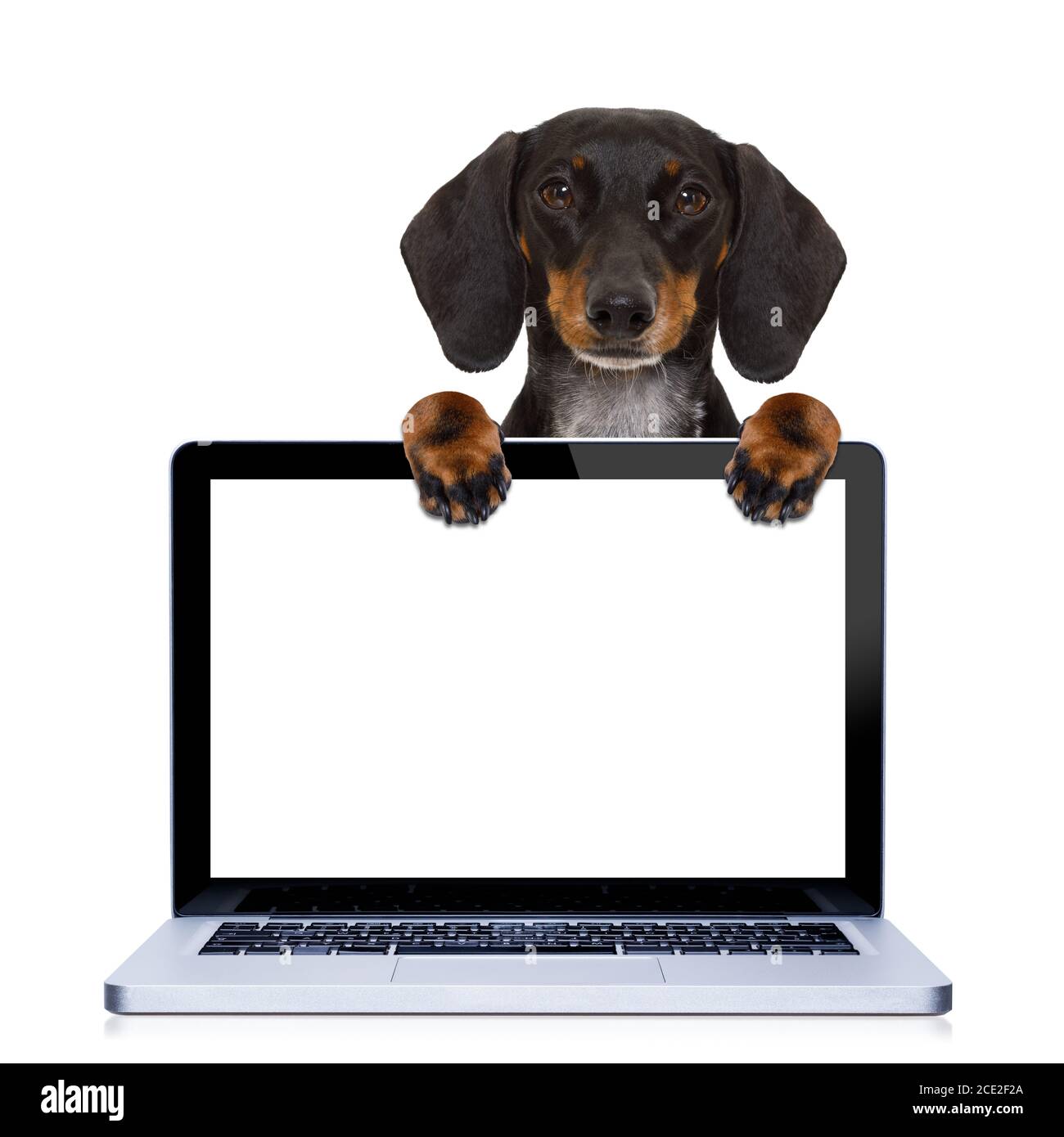 pc computer dog Stock Photo - Alamy