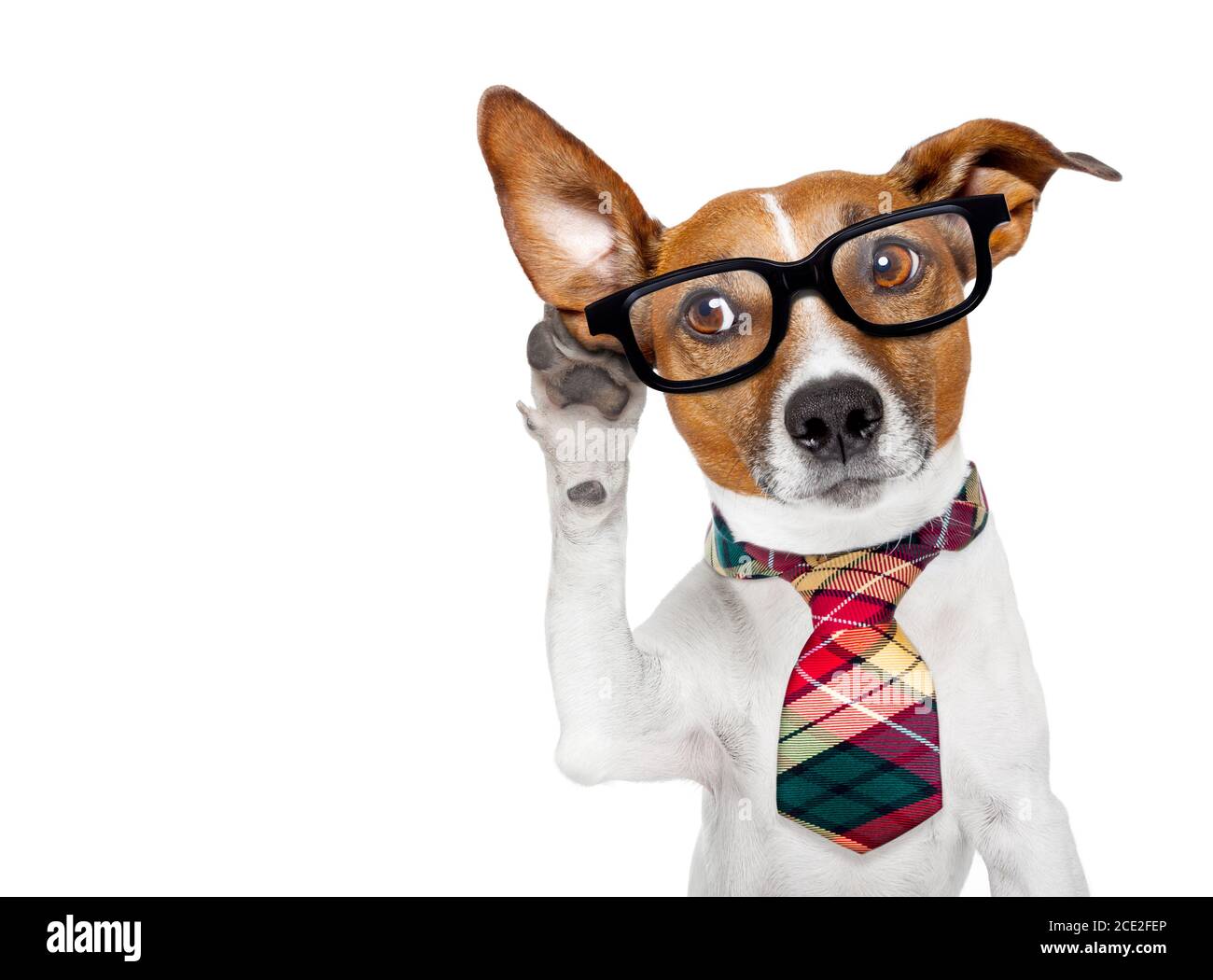 Jack russell phone hi-res stock photography and images - Alamy