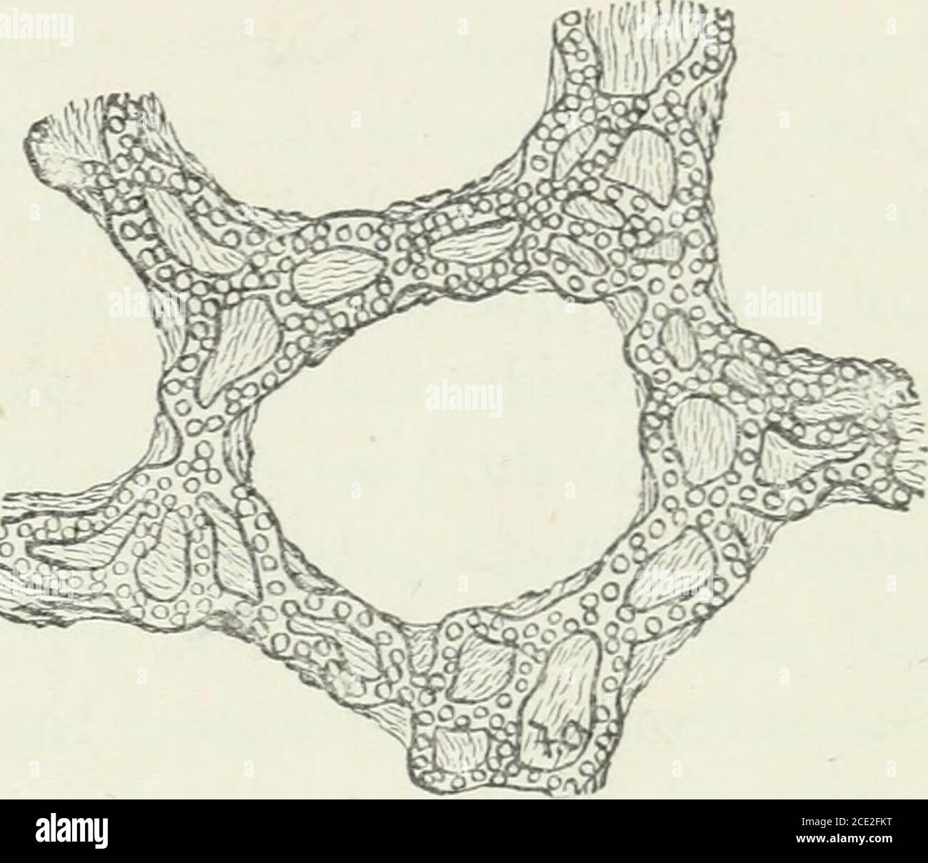Trachea lining hi-res stock photography and images - Alamy