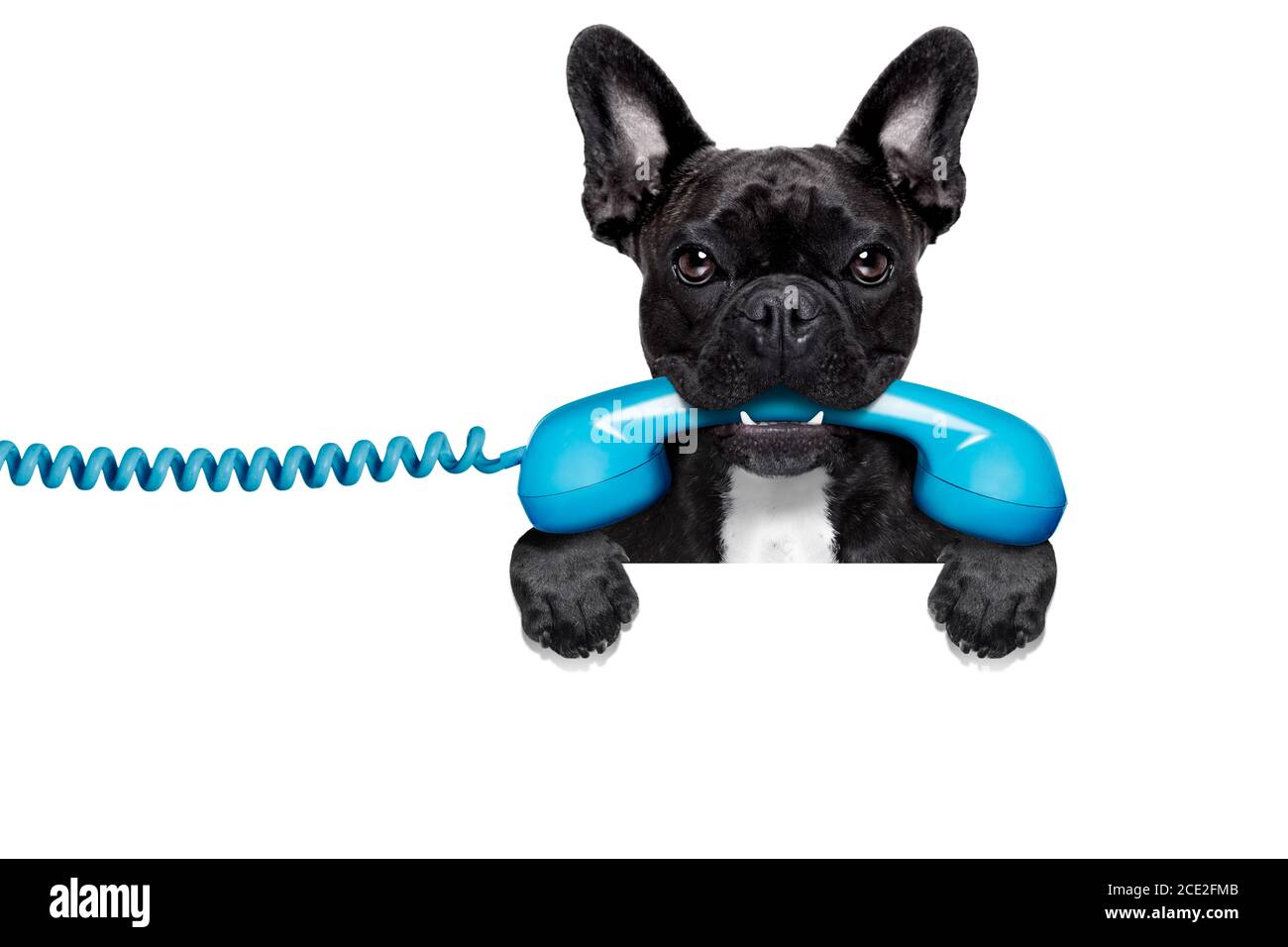 dog phone telephone Stock Photo - Alamy