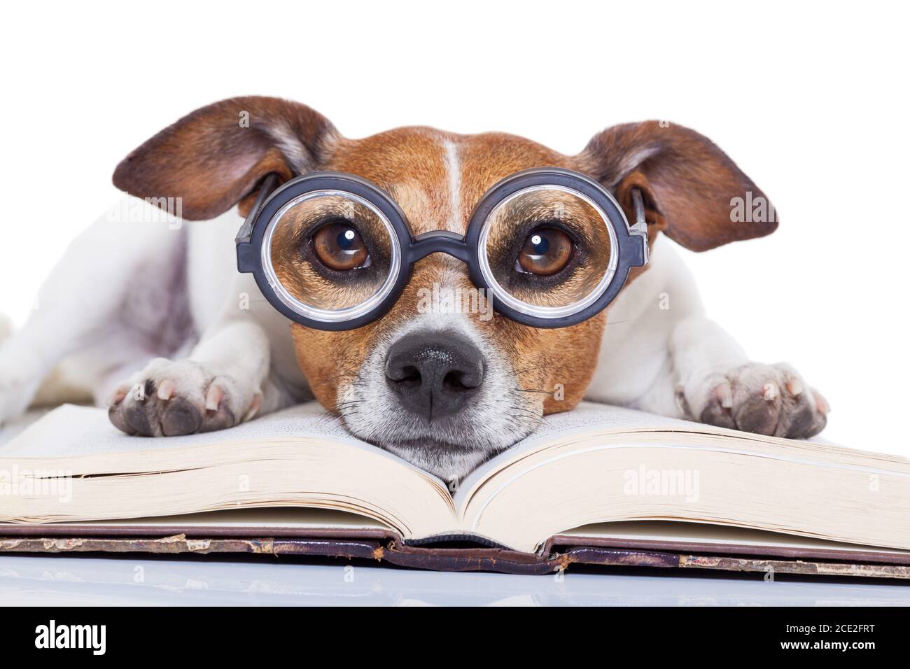 dog reading books Stock Photo - Alamy