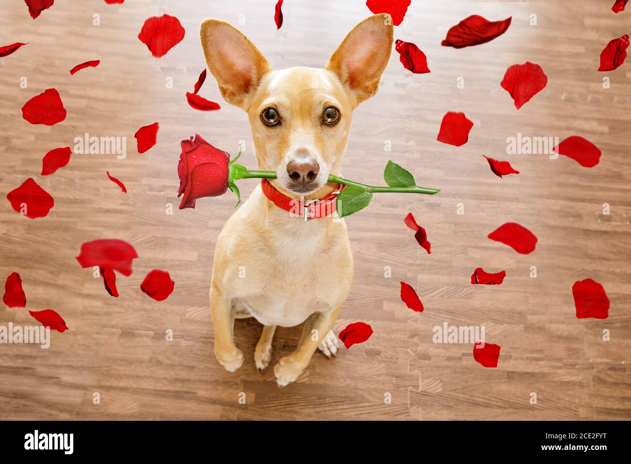 valentines dog in love with rose in mouth Stock Photo - Alamy