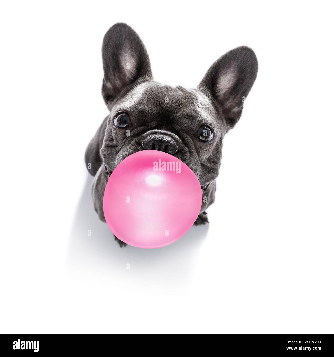dog chewing bubble gum Stock Photo - Alamy