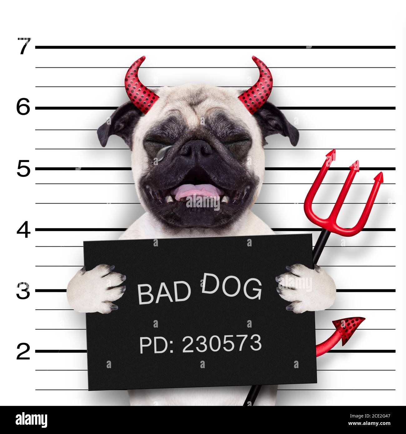Dog mug shot hi-res stock photography and images - Alamy