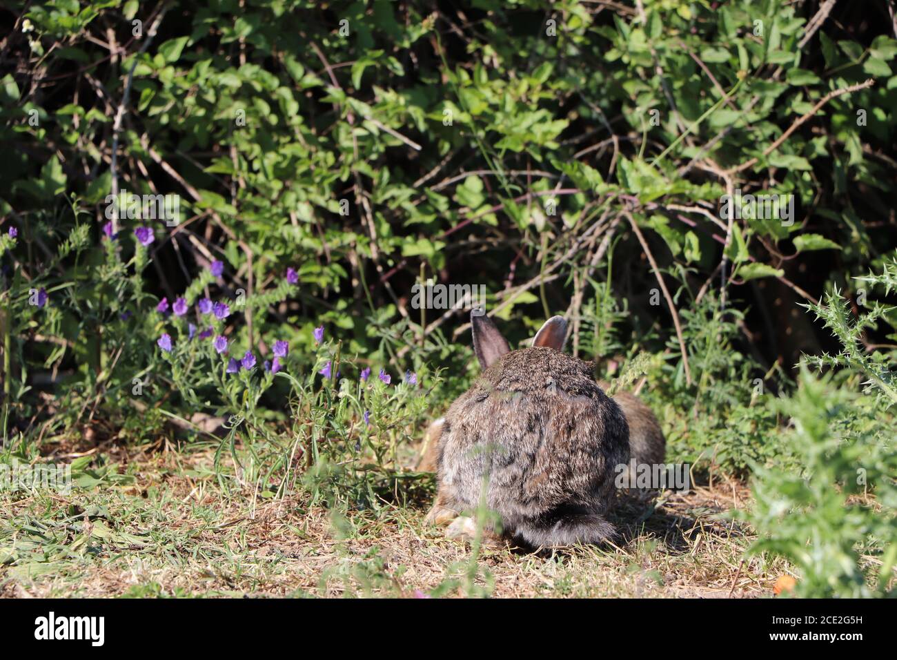 Rabbit park hi-res stock photography and images - Alamy