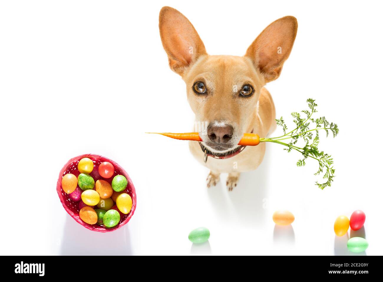 Funny dog easter eggs Cut Out Stock Images & Pictures - Alamy