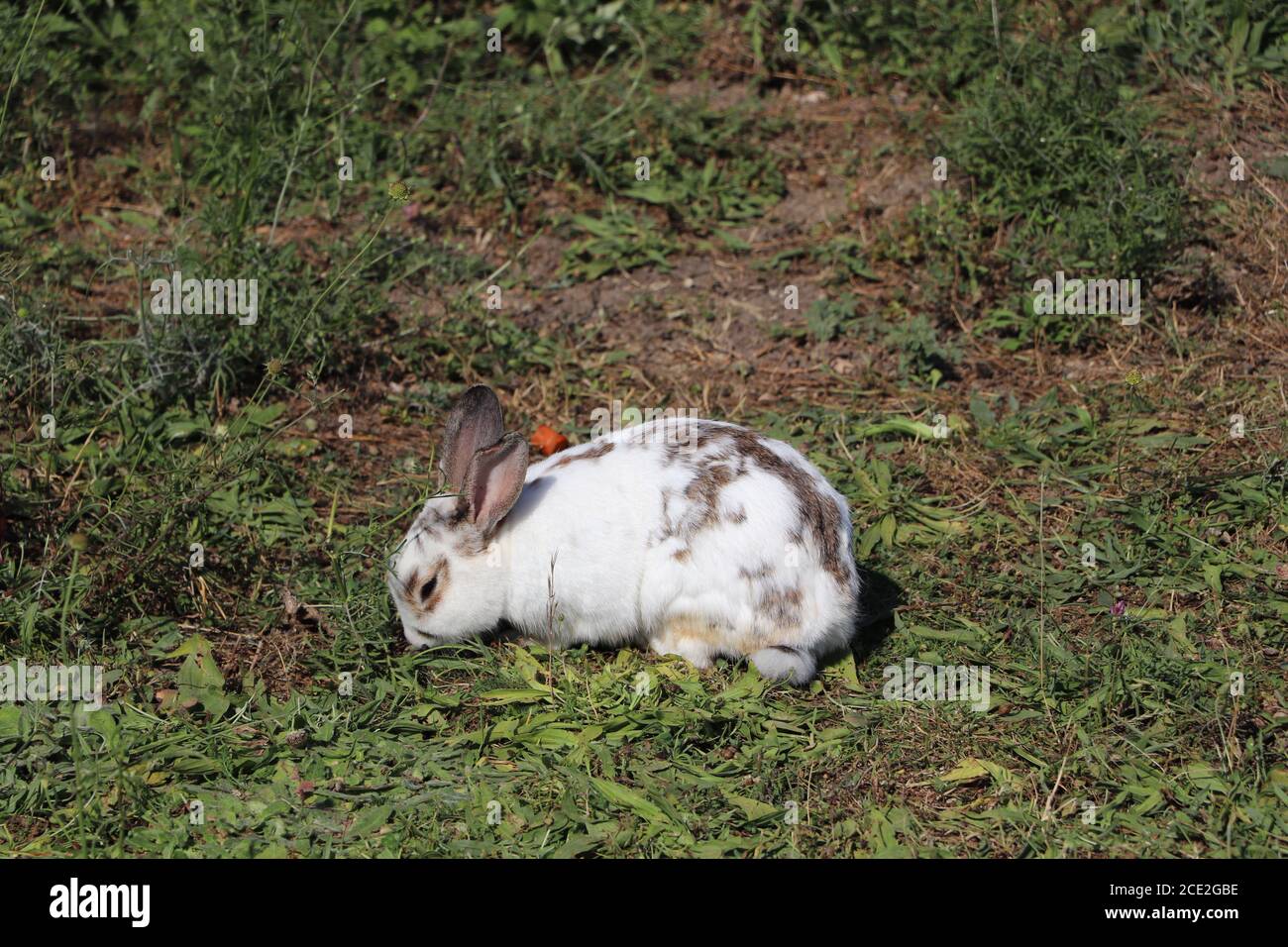 Wild rabbits family hi-res stock photography and images - Alamy