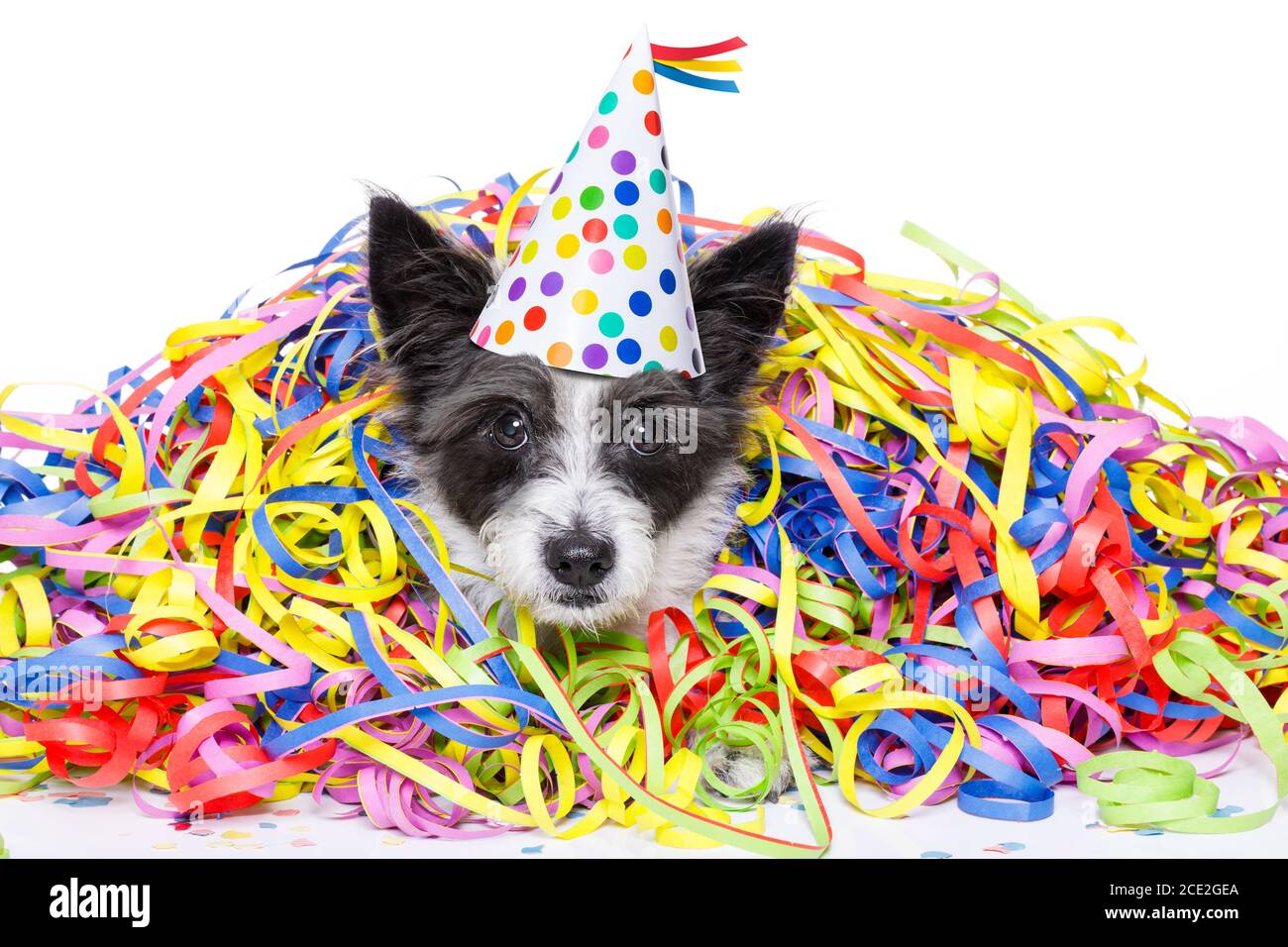party celebration dog Stock Photo - Alamy