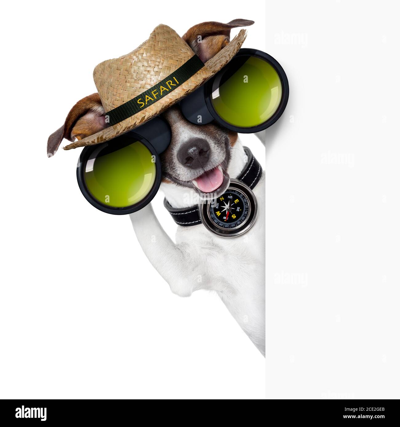 Doggy exploration hi-res stock photography and images - Alamy