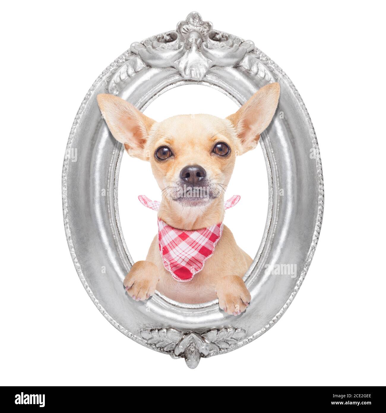 dog in a frame Stock Photo - Alamy