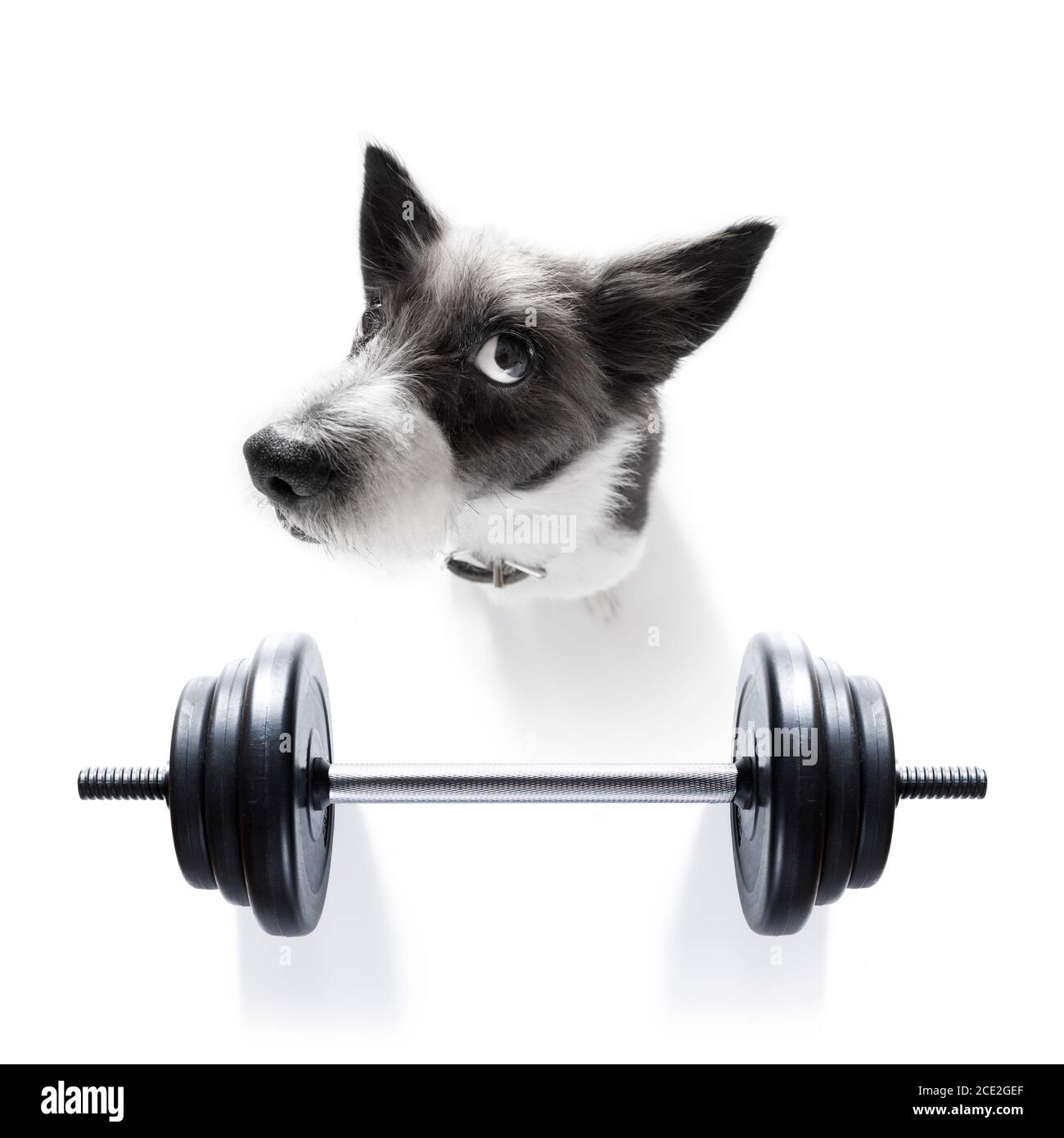 personal trainer dog Stock Photo - Alamy