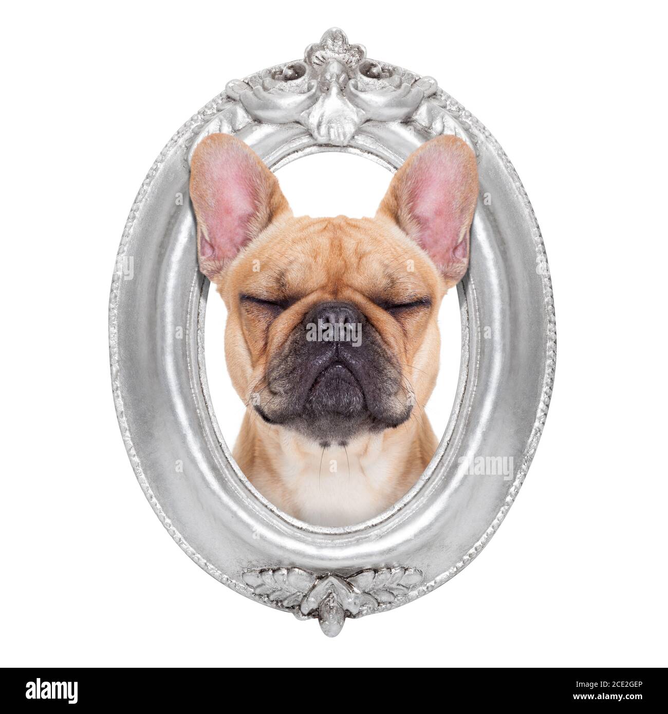 dog in a frame Stock Photo - Alamy