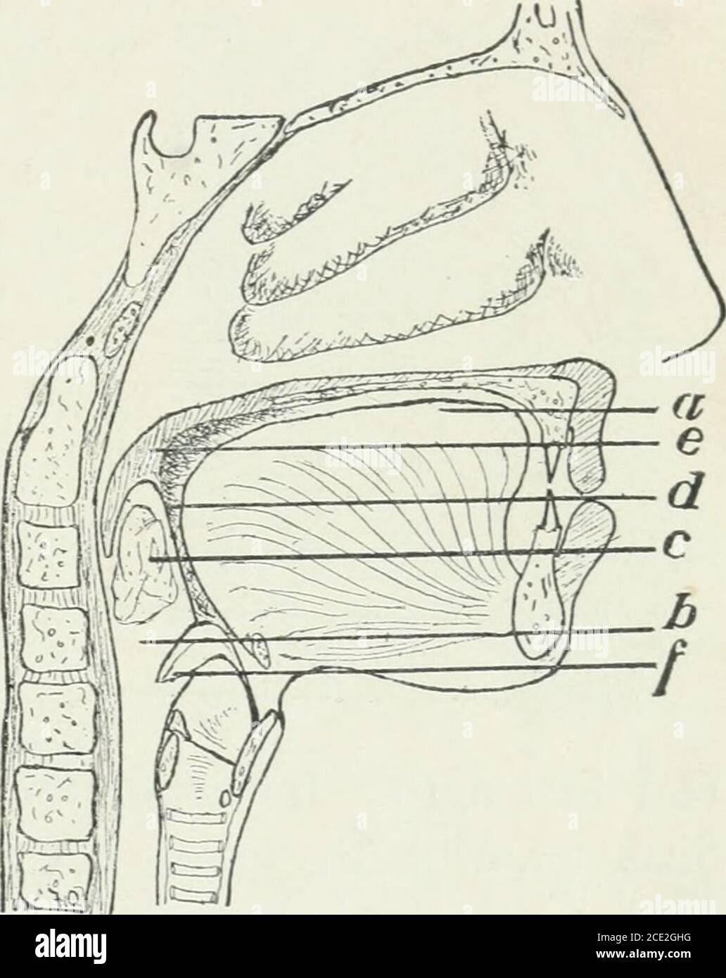 . Applied physiology : including the effects of alcohol and narcotics ...