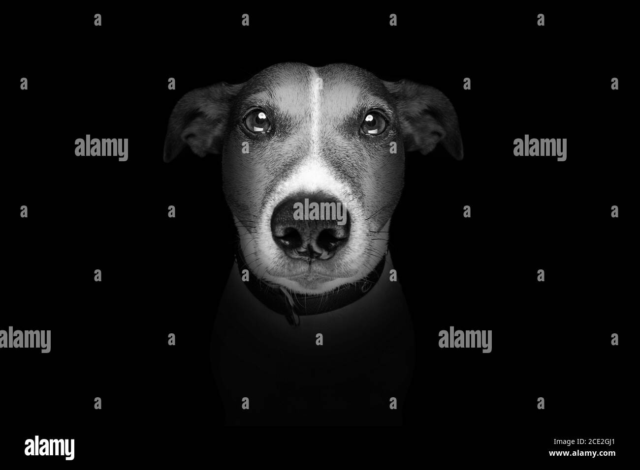 dog isolated on black Stock Photo - Alamy